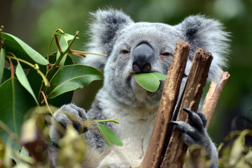 The Strange Truth About Koala Brains
