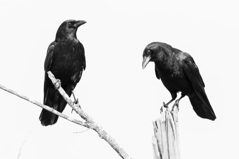Why Crows Hold Funerals for Dead Crows